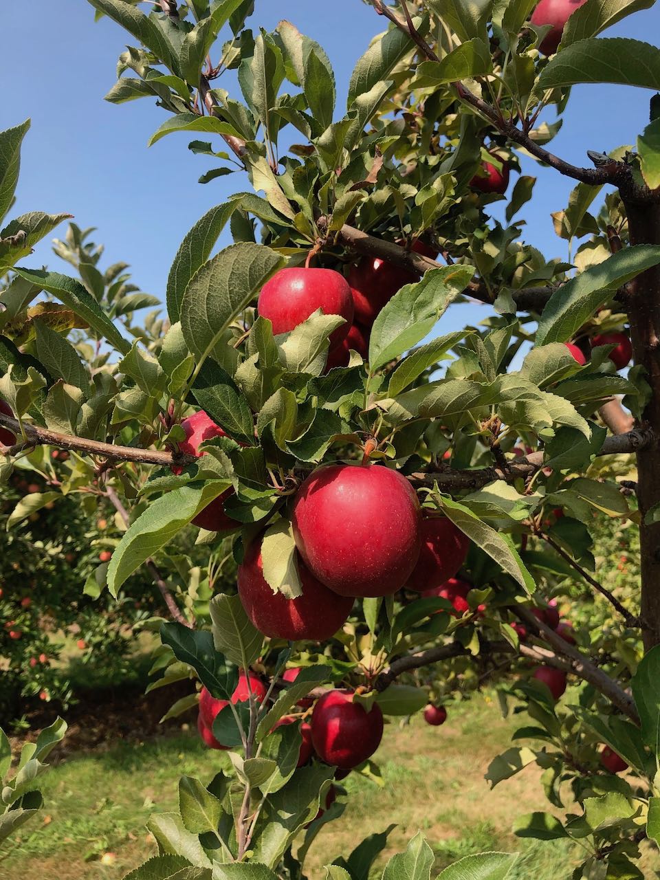 Maine-ly Apples: Home